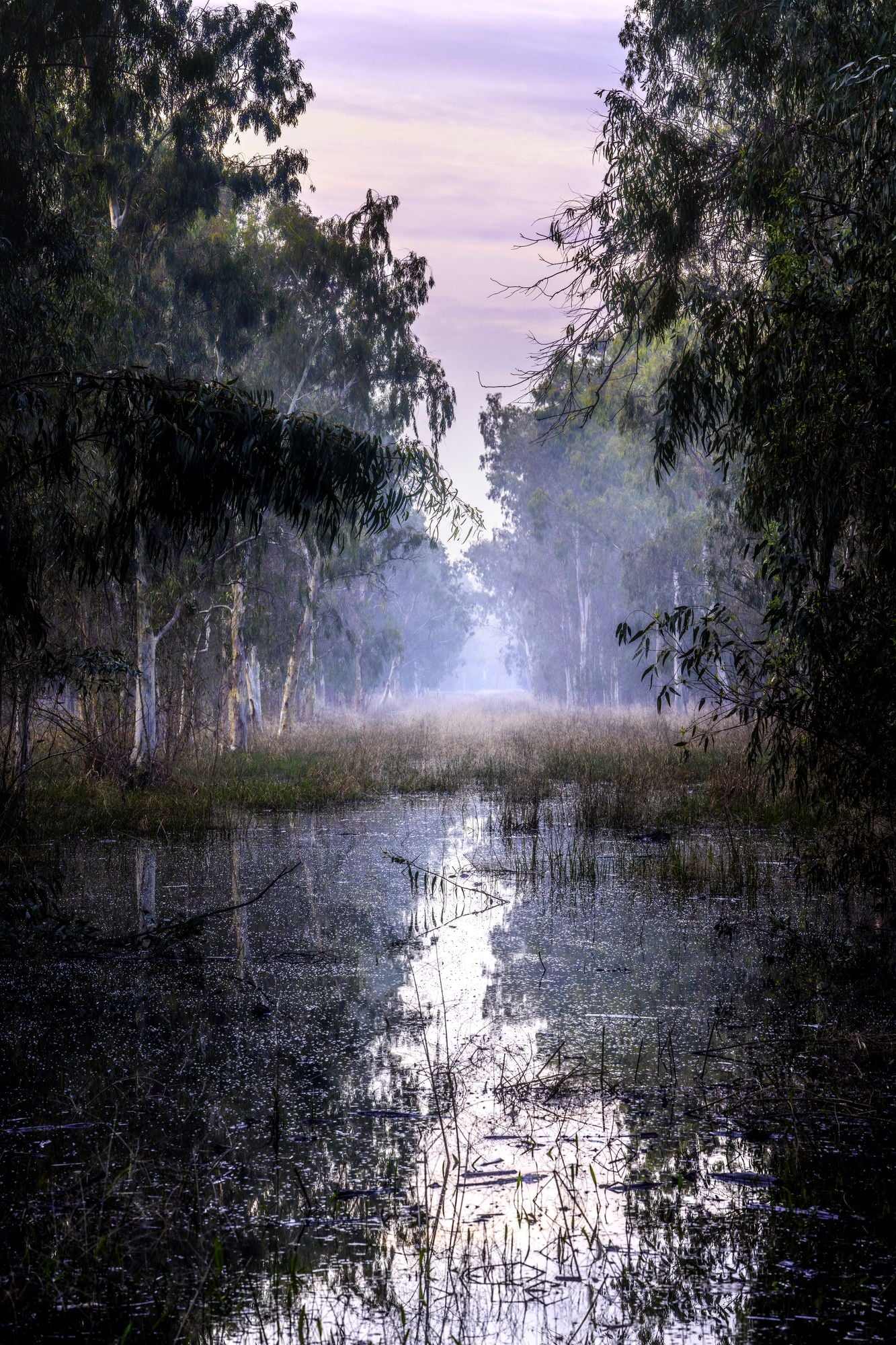 Israel Artwork | Trees Collection | Y.A. Fine Art
